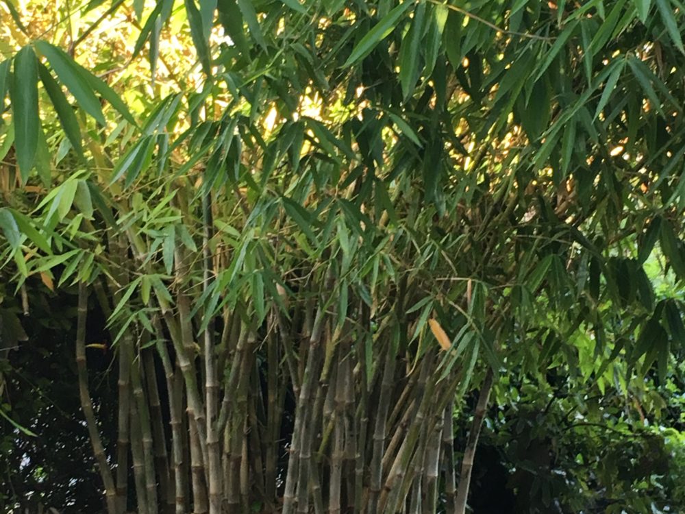 Ocean View Bamboo – Bamboo & Tropicals in Santa Barbara, Los Angeles Area