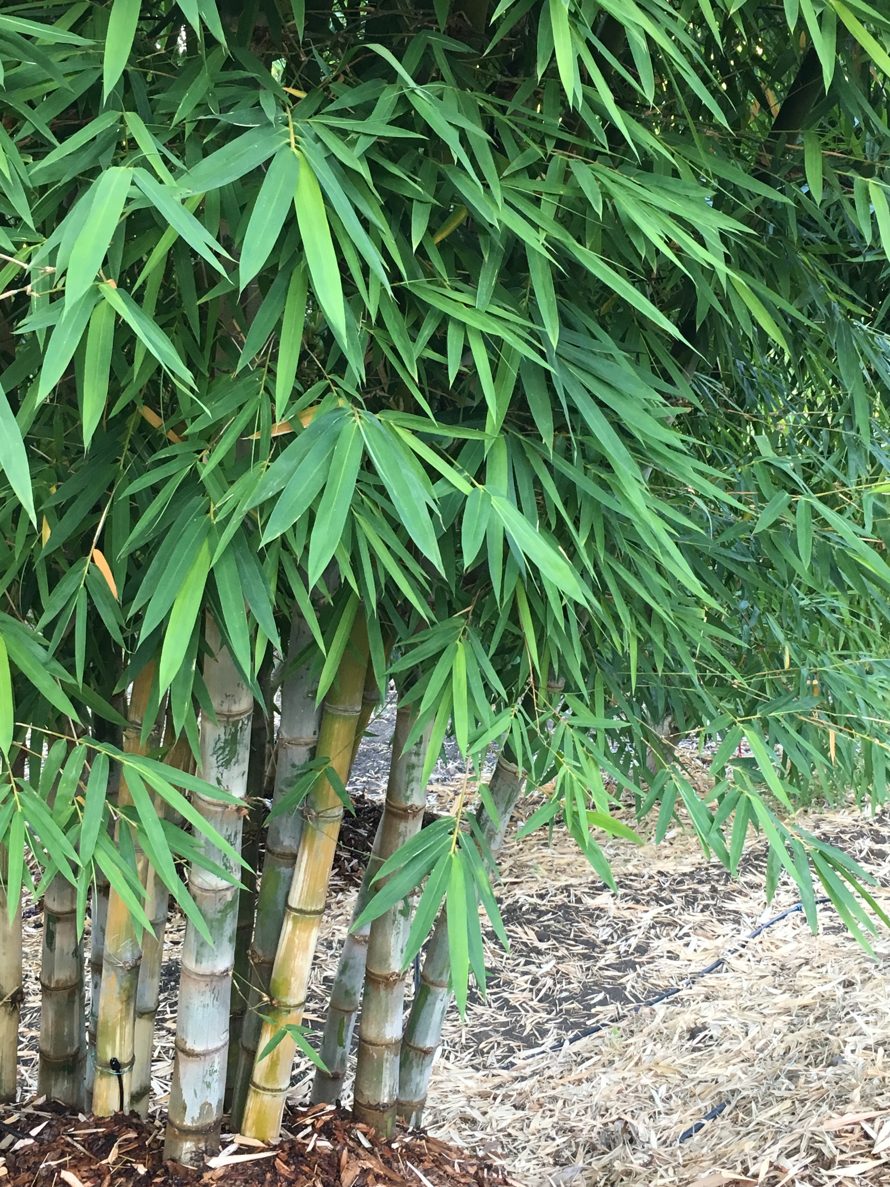 Medium Height Privacy Screens – Ocean View Bamboo