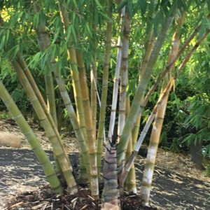 Edible Bamboos – Ocean View Bamboo