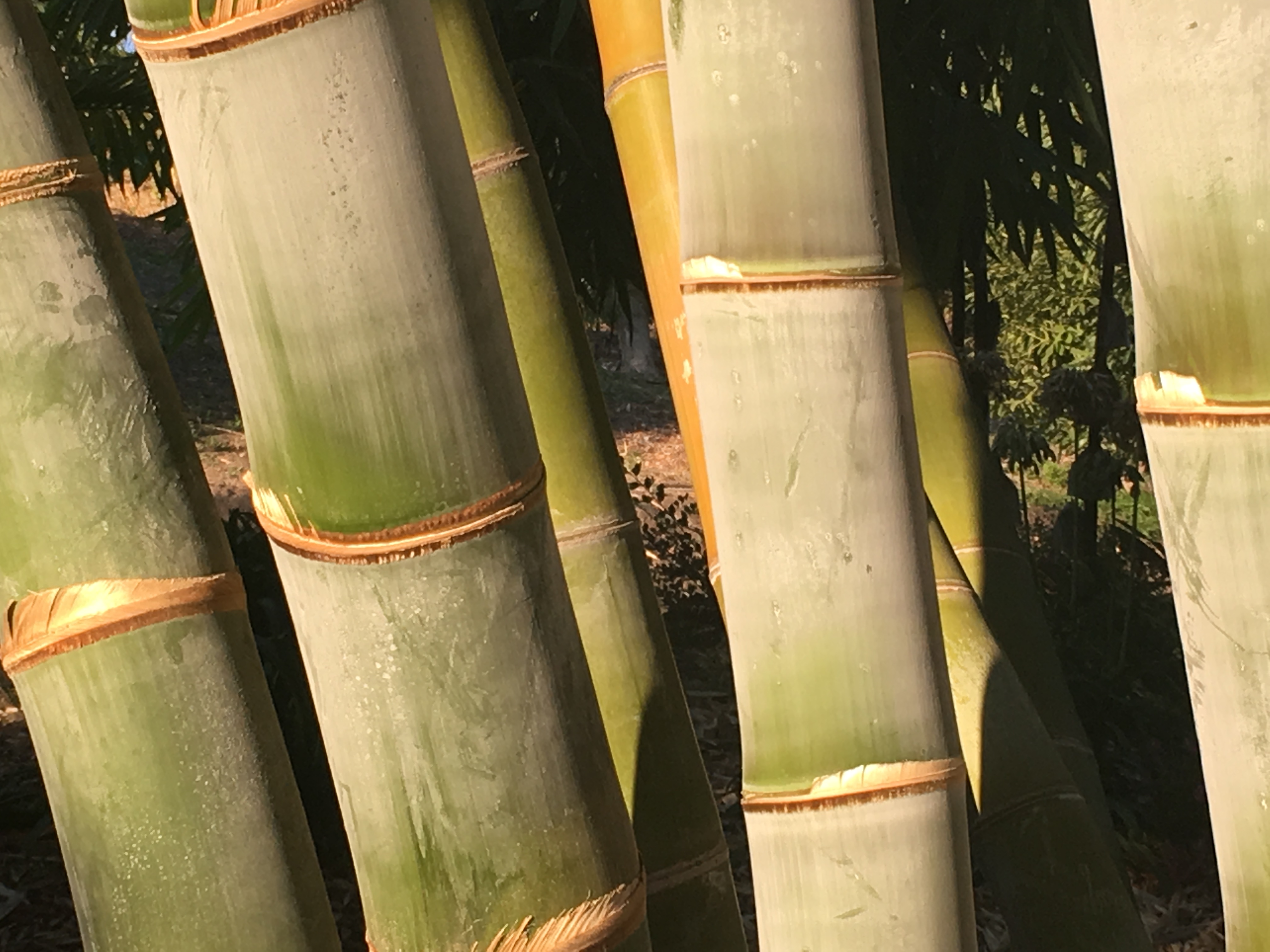 Timber Bamboos – Ocean View Bamboo