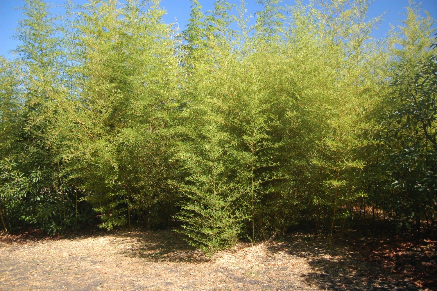 Bamboos for Windbreaks – Ocean View Bamboo