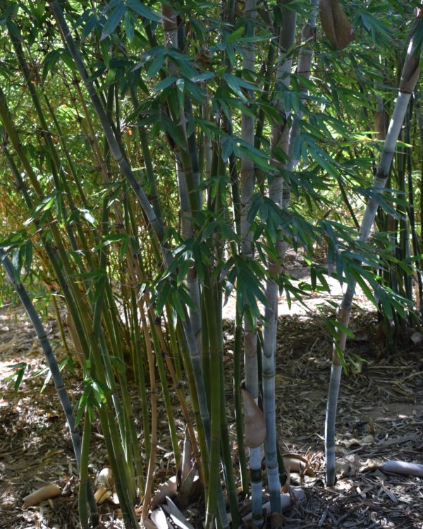 Bambusa Chungii- Tropical Blue Bamboo – Ocean View Bamboo