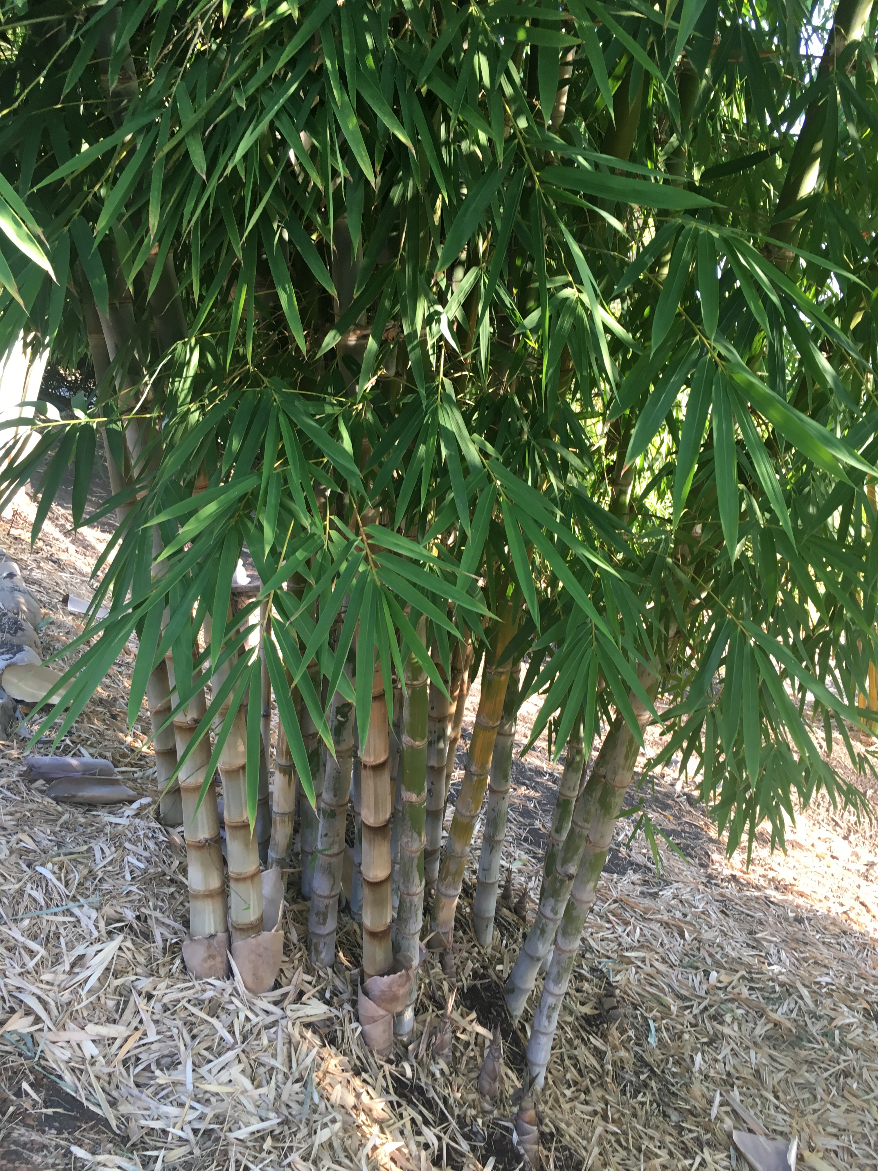 Dendrocalamus brandisii- Teddy Bear – Ocean View Bamboo